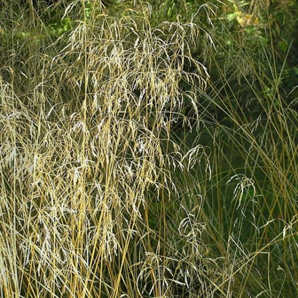 Tufted Hairgrass Deschampsia cespitosa Wildflower Plants