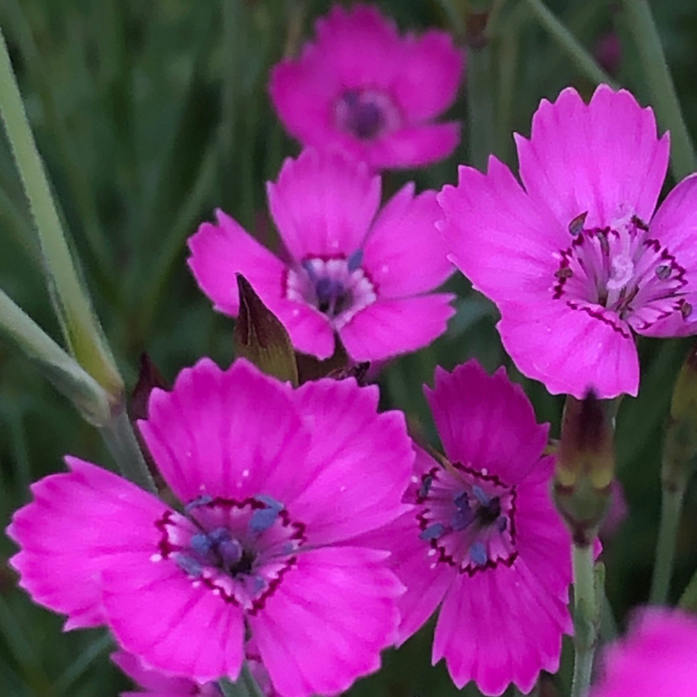 Maiden Pink Plants Dianthus Deltoides Boston Seeds